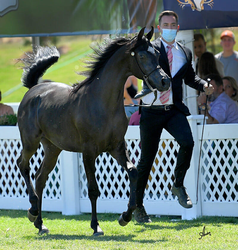 Arabian Breeders World Cup returns to Scottsdale - AZ Big Media