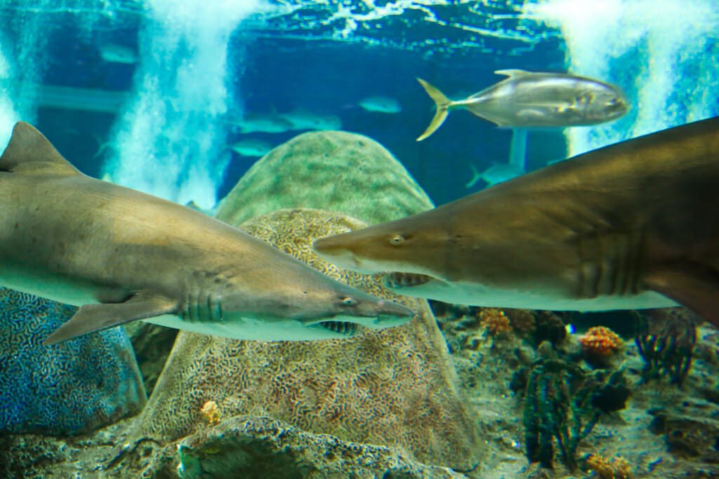 Summer of Sharks kicks off at OdySea Aquarium - AZ Big Media