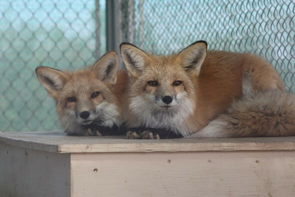 Southwest Wildlife Conversation Center offersmpublic tours - AZ Big Media