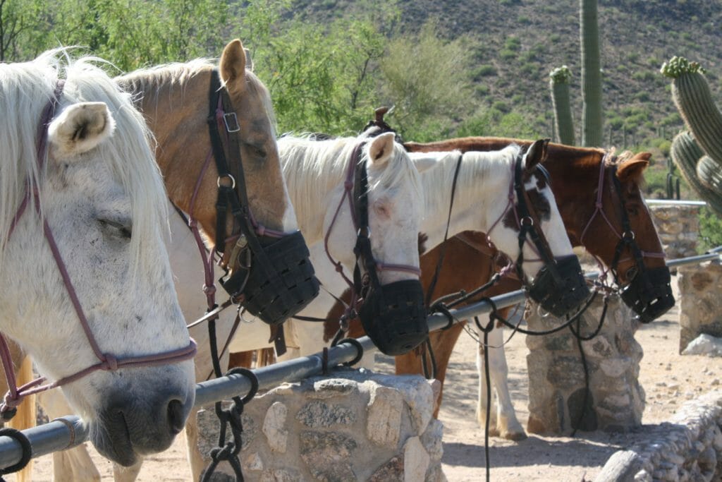 Tanque Verde Ranch: Pick your season - AZ Big Media