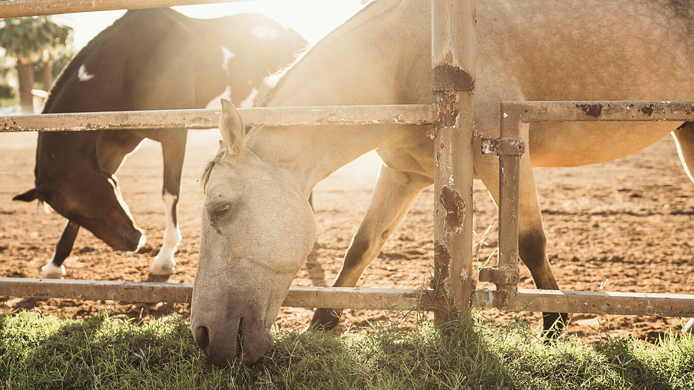 Hunkapi Programs finalizes purchase of Scottsdale farm - AZ Big Media