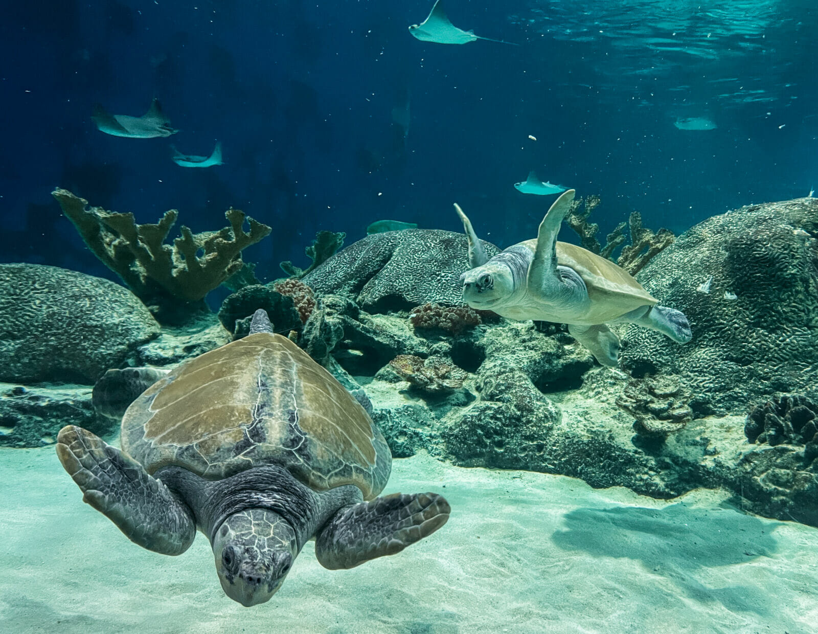 Endangered sea turtles find home at OdySea Aquarium - AZ Big Media