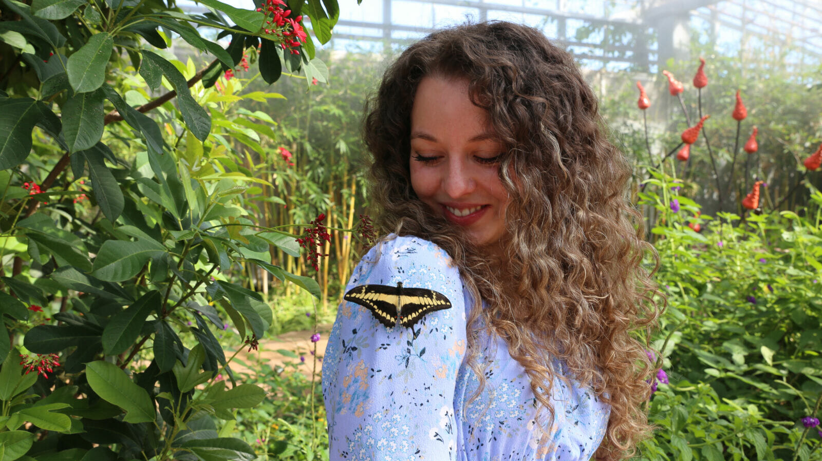 Butterfly Wonderland celebrates 10th anniversary with these special ...